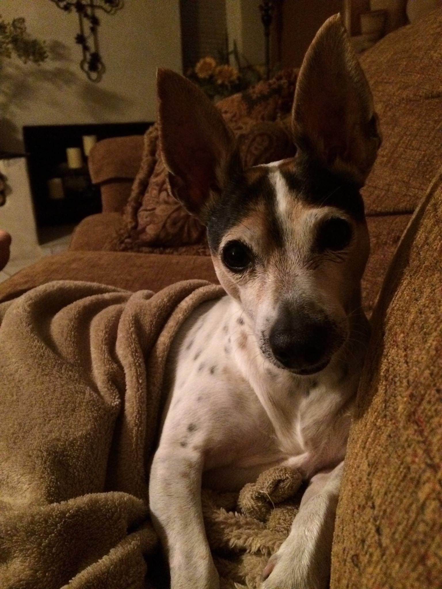 In Memoriam – Saying Goodbye to Bailey – TRA.Perspective